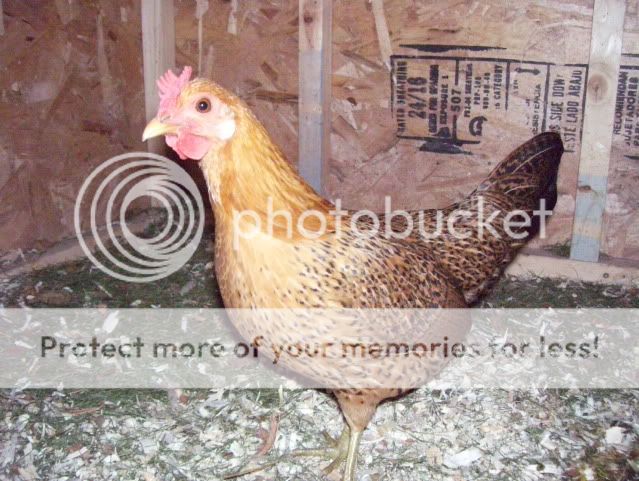 APA/ABA Standards Online Poultry Show--**WINNERS ANNOUNCED** | Page 2 ...