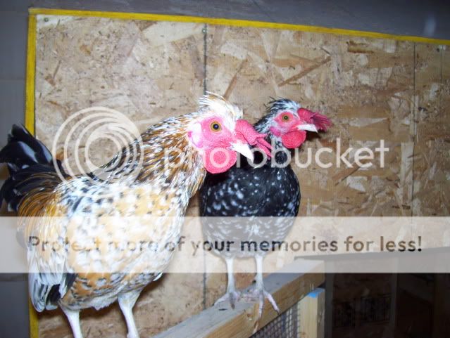 APA/ABA Standards Online Poultry Show--**WINNERS ANNOUNCED** | Page 2 ...