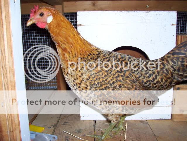 APA/ABA Standards Online Poultry Show--**WINNERS ANNOUNCED** | Page 2 ...